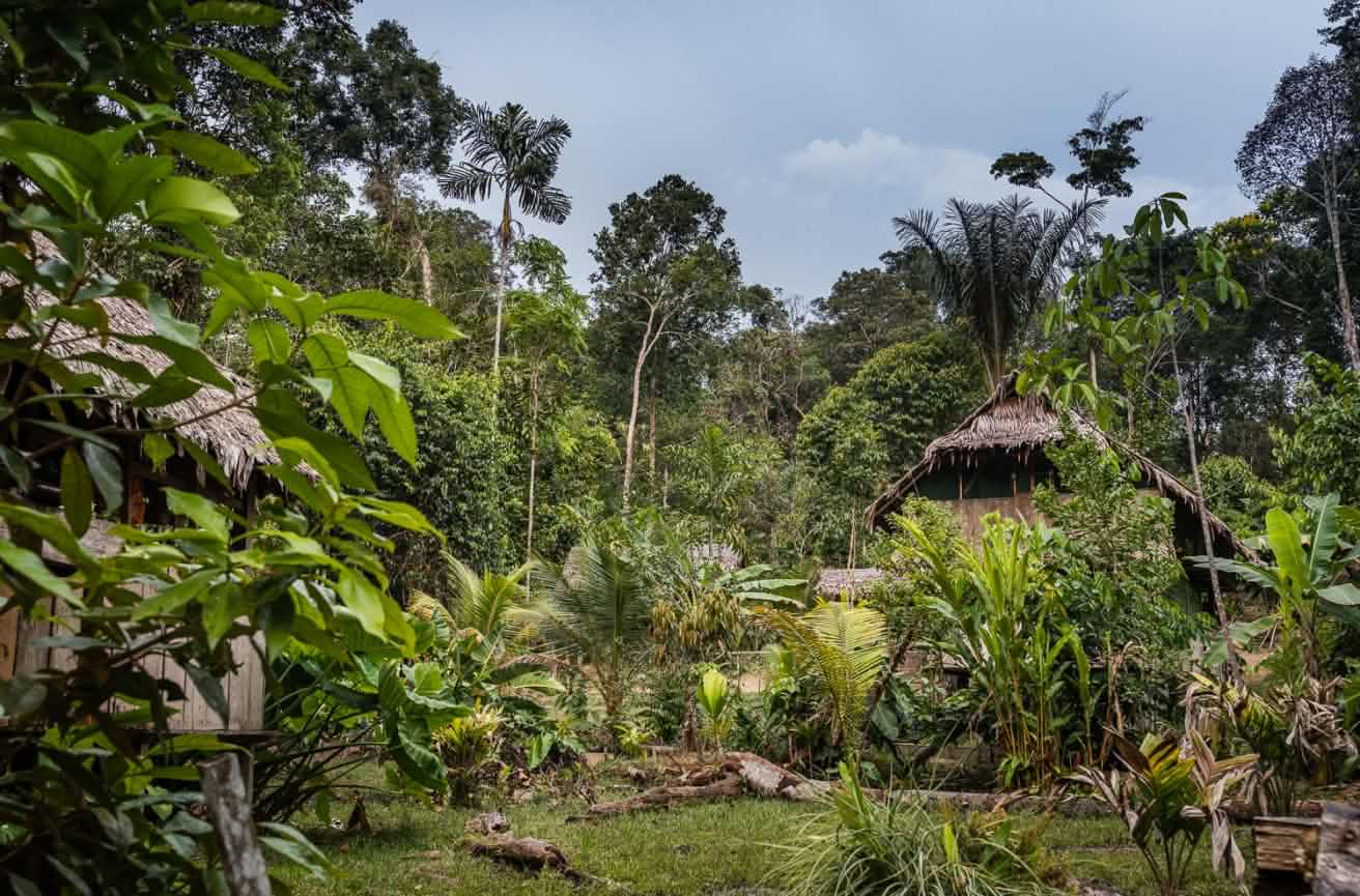 Regenwald Report 04/2019 - Den Regenwald am Amazonas schützen - Rettet ...