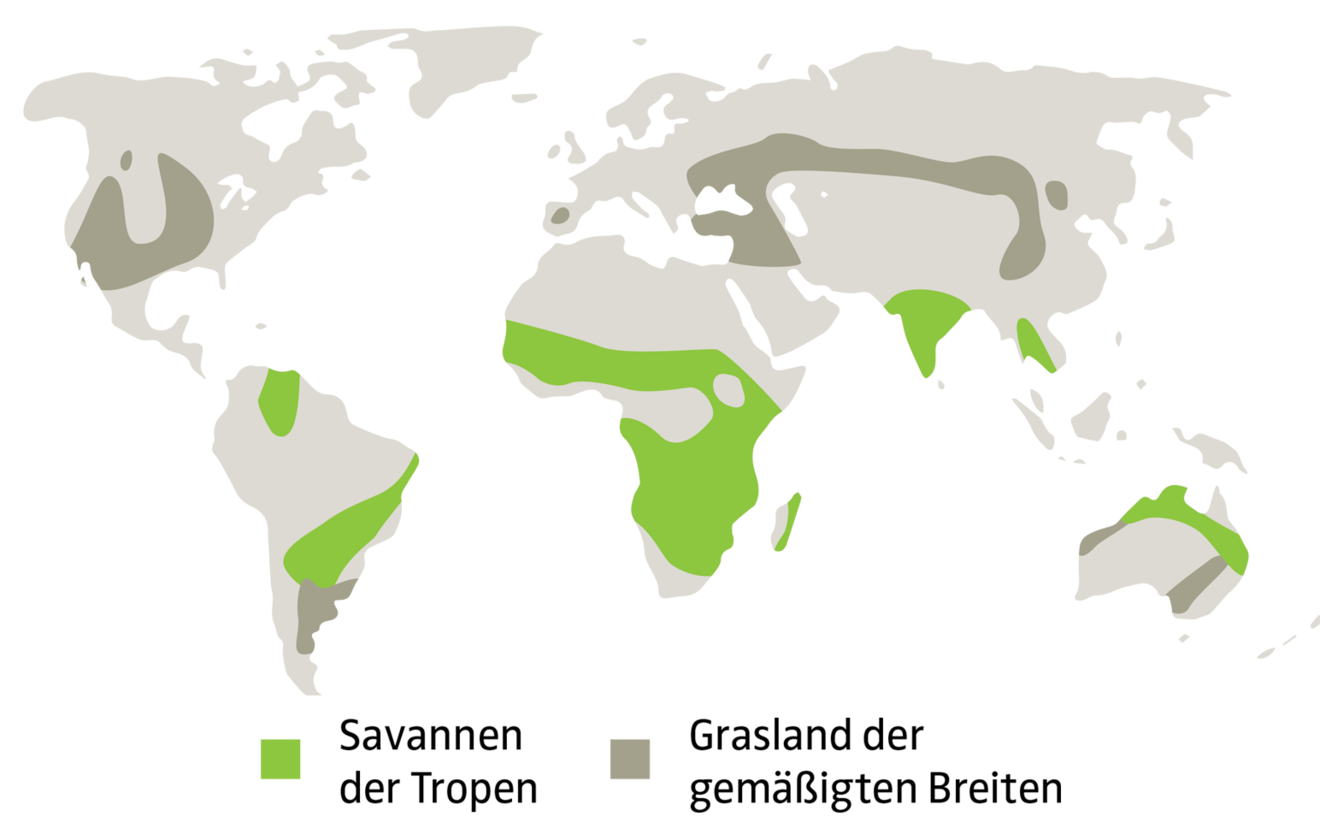 Regenwald Report 03/2018 - Vielfalt zwischen den Hufen - Rettet den ...