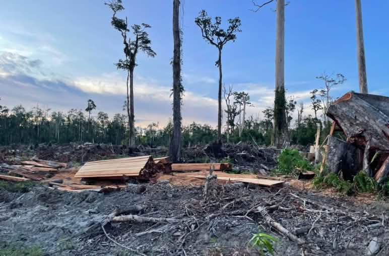 Aktuelles aus dem Regenwald - 2025 - Rettet den Regenwald e.V. - Rettet den Regenwald e.V.