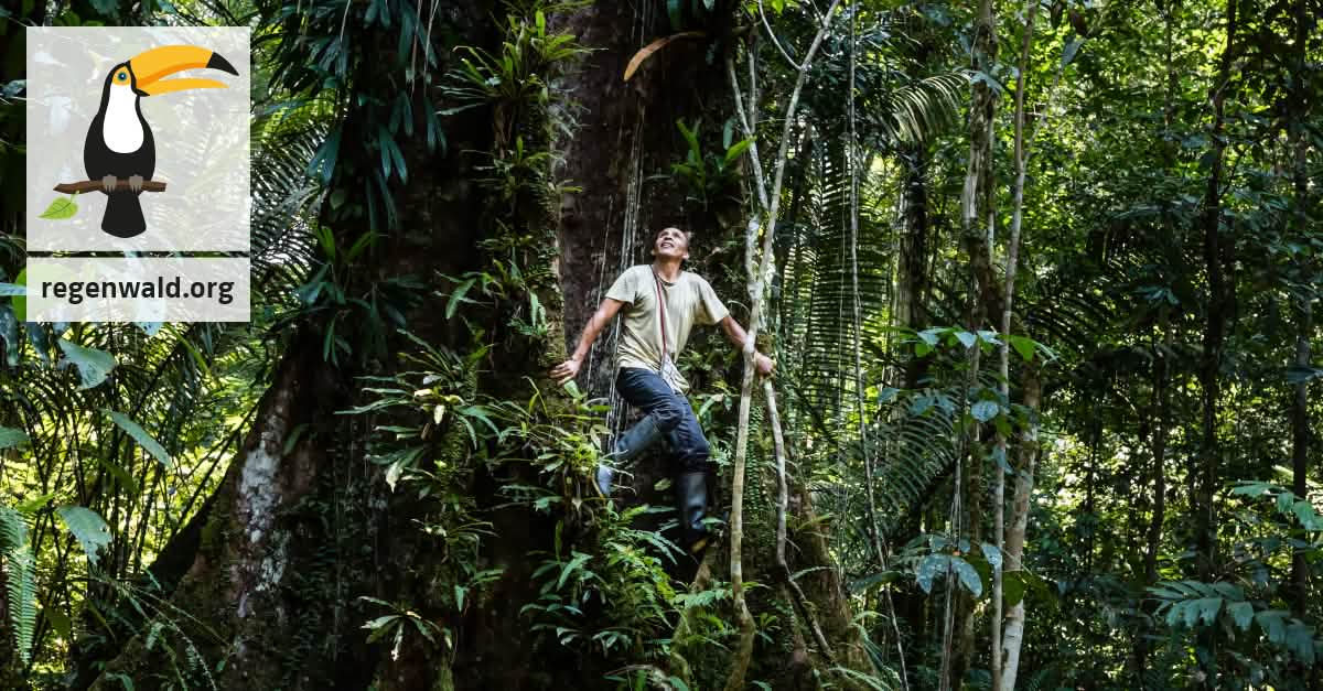 Urteil in Peru: Sieg für den Regenwald - Rettet den Regenwald e.V.