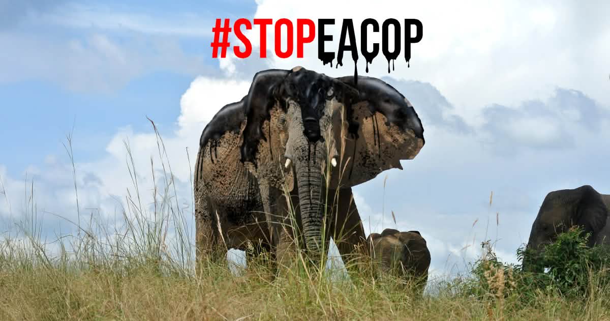 Die Pipeline EACOP ist ein Rohrkrepierer - Rettet den Regenwald e.V. - Rettet den Regenwald e.V.