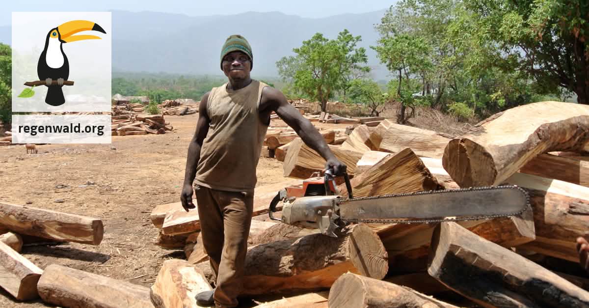 Verhindert den Raubbau von Palisander! - Rettet den Regenwald e.V. - Rettet den Regenwald e.V.