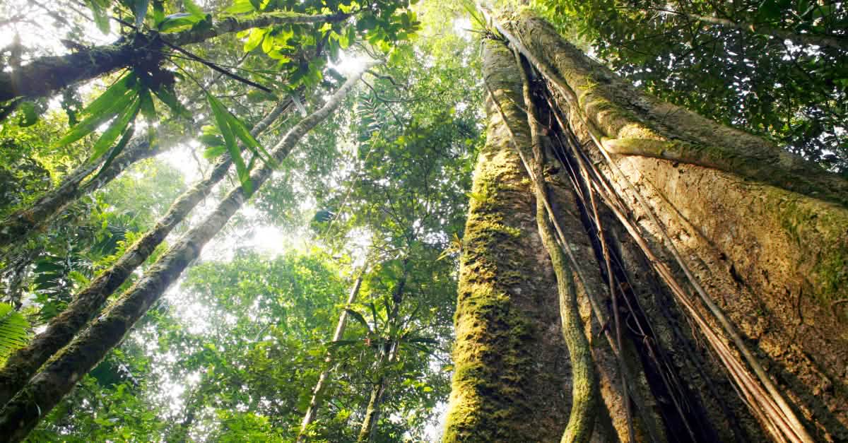 Welt verliert 11,1 Millionen Hektar Tropenwald - Rettet den Regenwald e ...