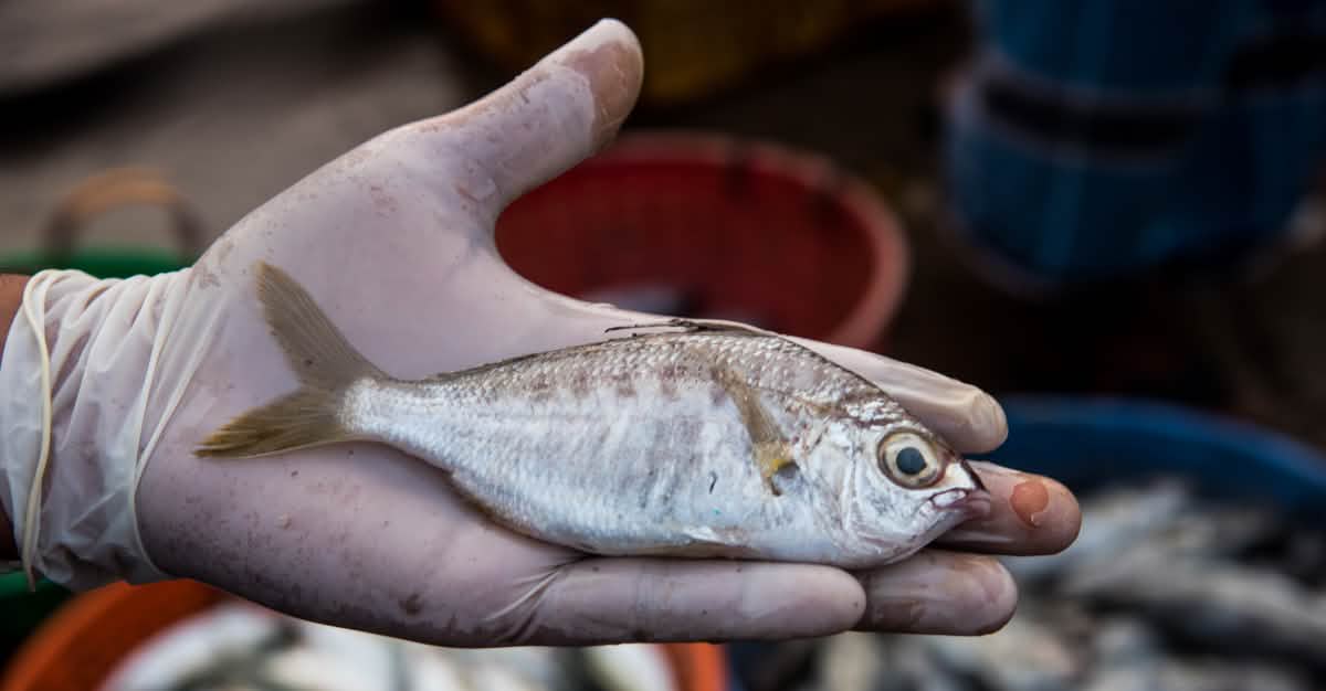 Fisch- und Garnelenzucht plündert die Meere - Rettet den Regenwald e.V ...