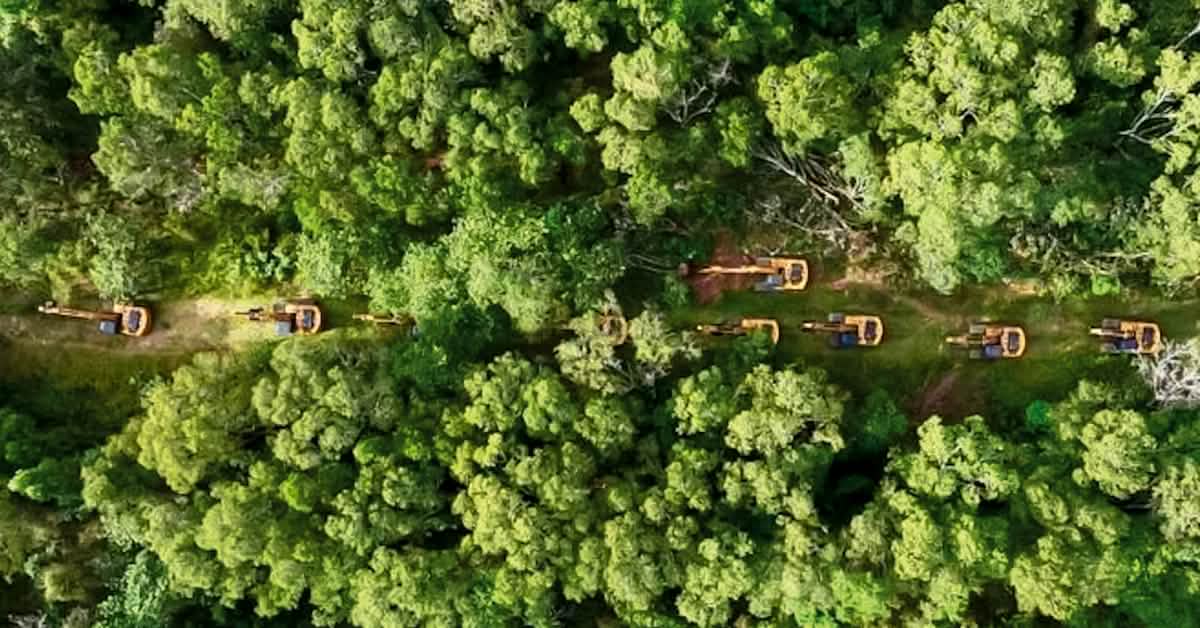 Regenwald Report 01/2025 - „Der Wald gibt Leben – uns allen!“ - Rettet ...