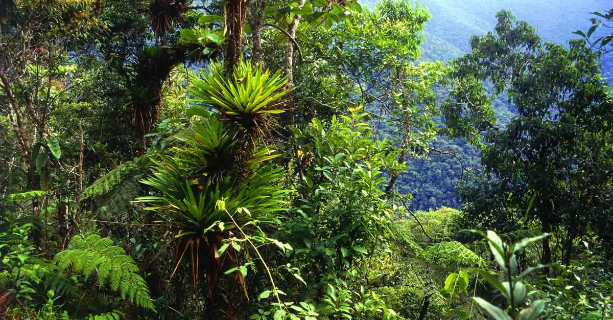 Regenwald Report 04/2022 - Artenvielfalt bewahren! - Rettet den ...