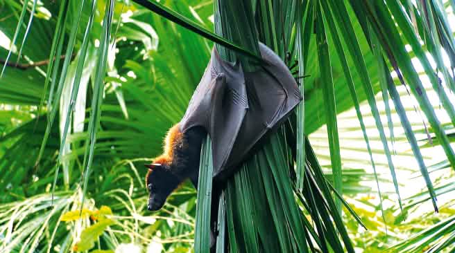 Regenwald Report 03/2018 - Fledermäuse und Flughunde - Die fliegenden ...
