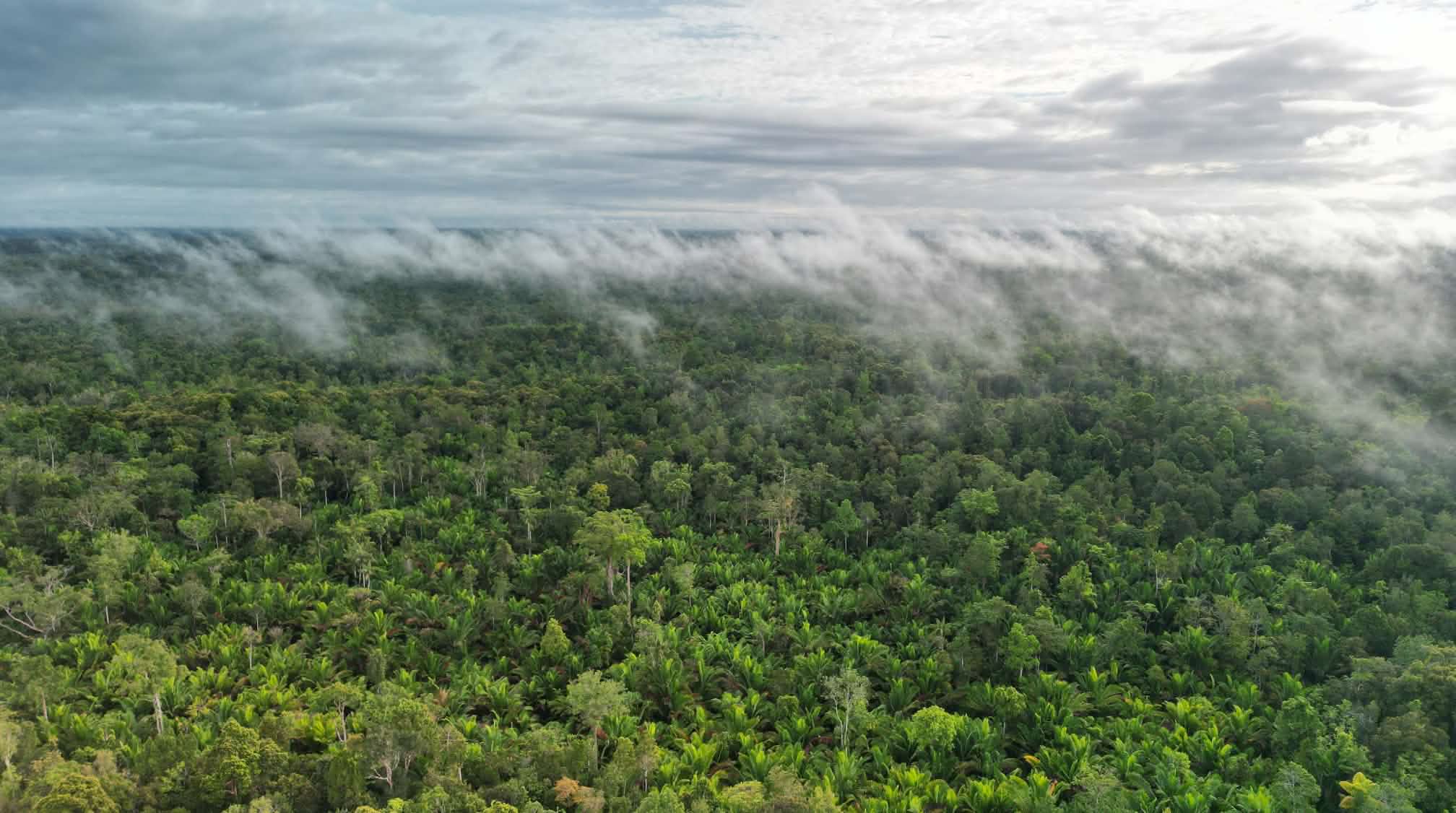 Gerichtsurteil gefährdet den Wald der Awyu in Papua - Rettet den ...