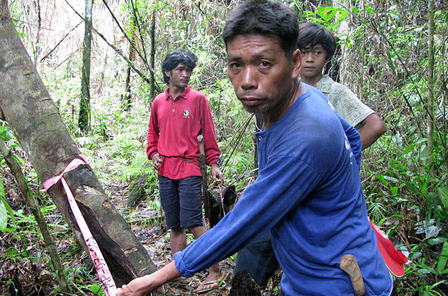 Umwelt-Drama auf den Philippinen: Die Unesco schaut zu – und schweigt - Rettet den Regenwald e.V.