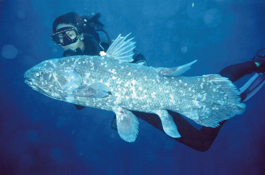 Urzeitfisch: Schützt die Quastenflosser-Bucht - Rettet den Regenwald e.V.