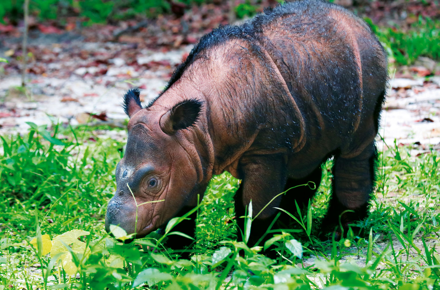 Regenwald Report 01/2017 - Rettung für Sumatras Waldelefanten - Rettet ...