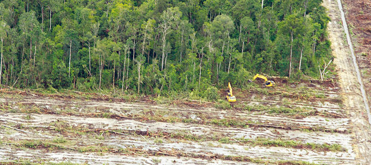 Palmöl - Rettet den Regenwald e.V.